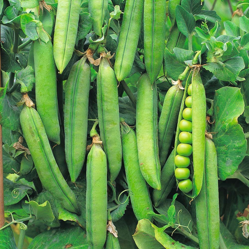 Peas Crop