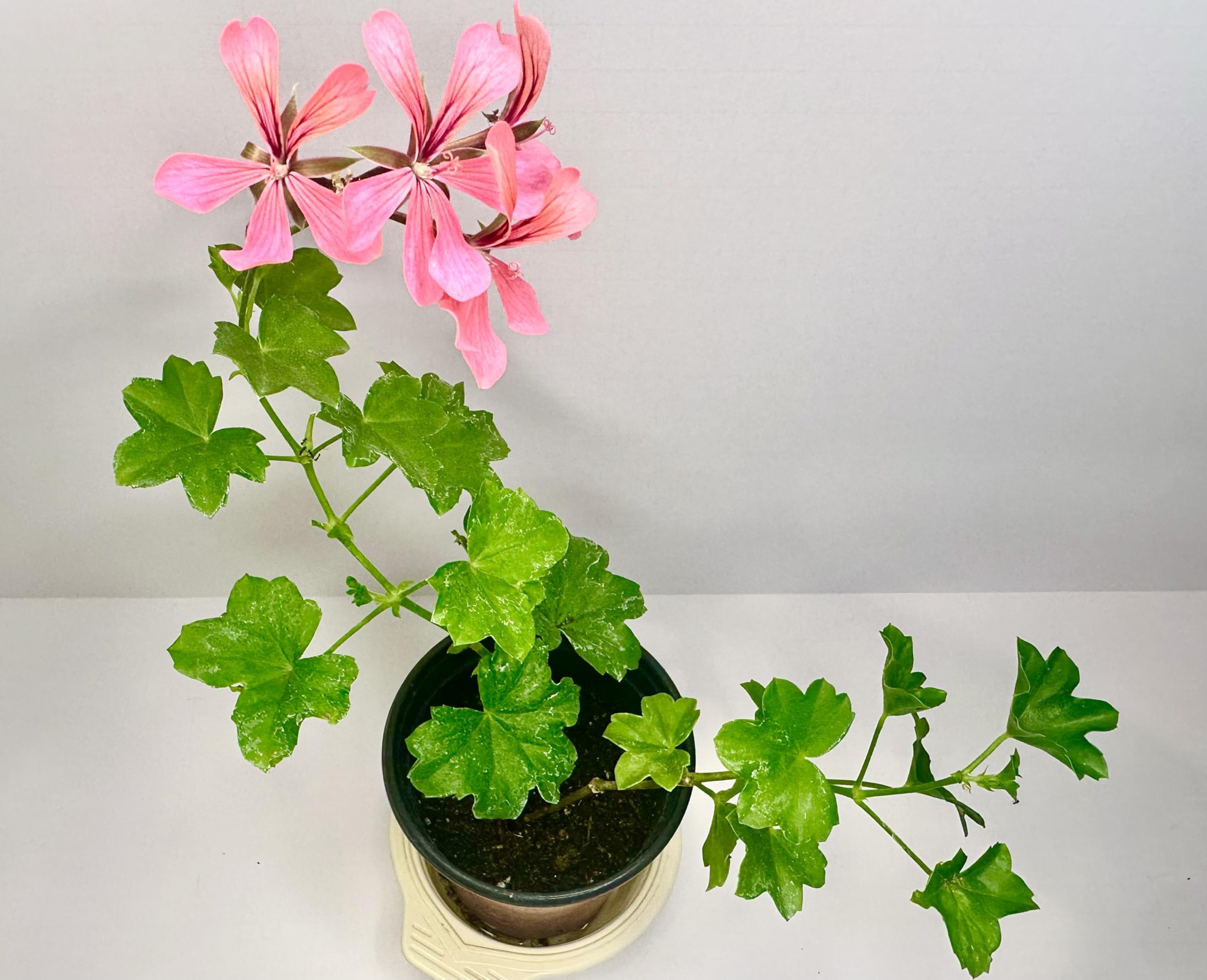 Pelargonium Peltatum Ivy Geranium