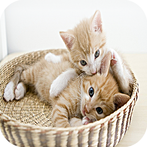 Little Catty Live Wallpapers - App on Amazon Appstore