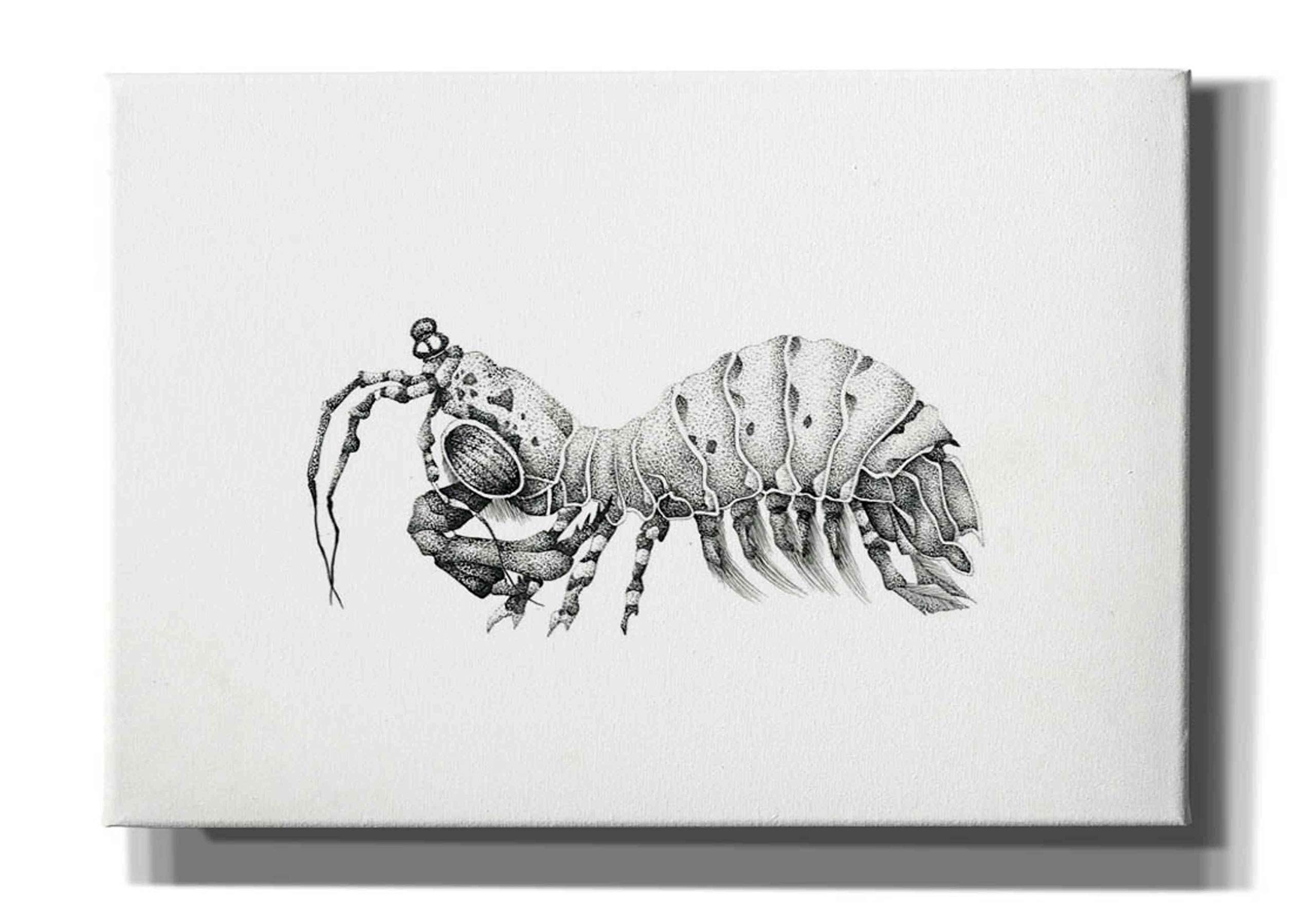 Peacock Mantis Shrimp Drawing