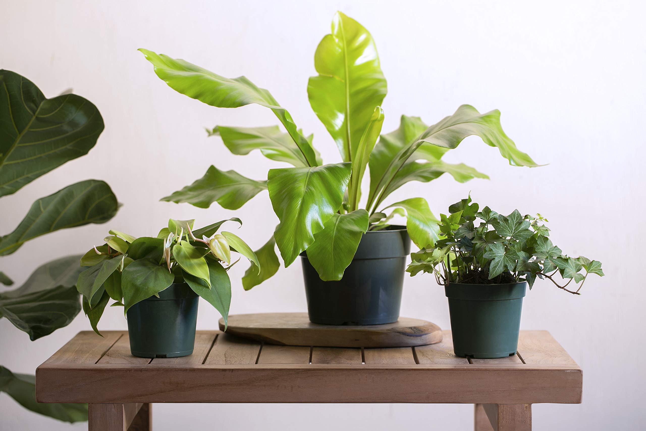 Urban Jungle Pothos Golden in 4-inch Grower Pot (Live Plant): Buy ...