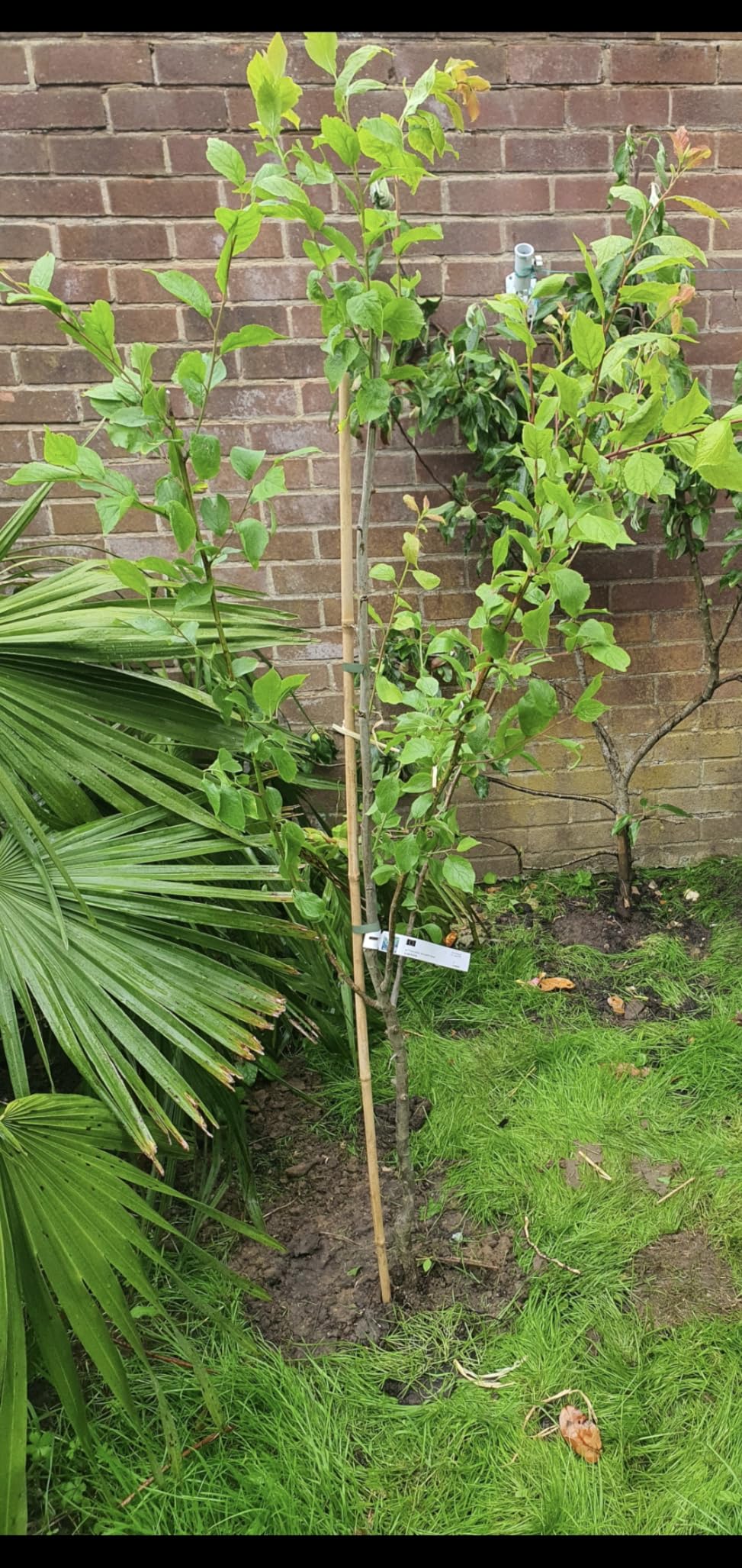 Merryweather Damson Tree 4-5ft, 6L Pot, Self-Fertile & Heavy Cropping ...