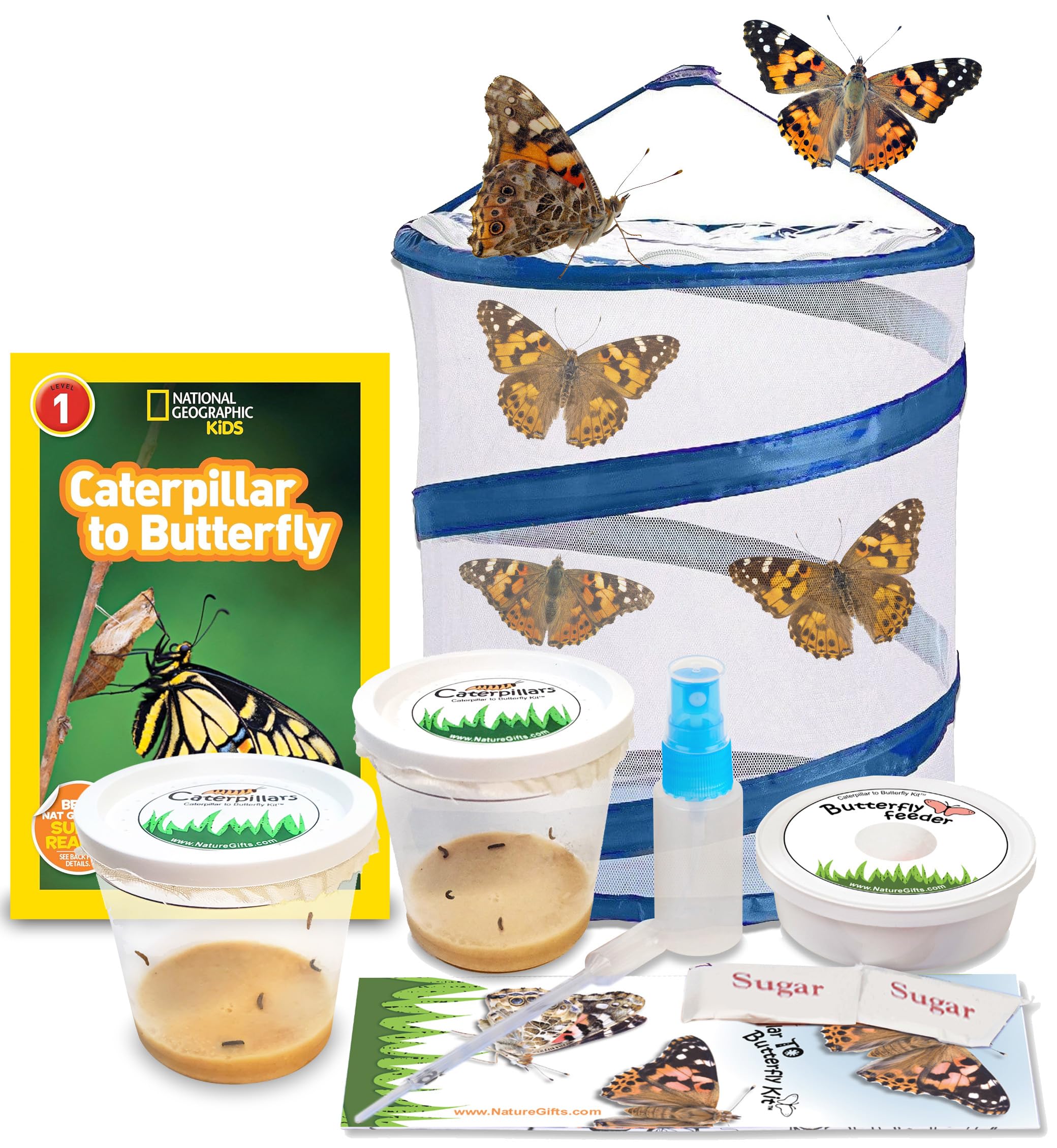 Butterfly Hatching Kit