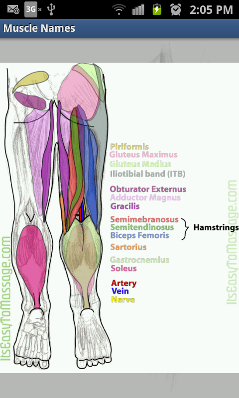 Leg Muscles Names