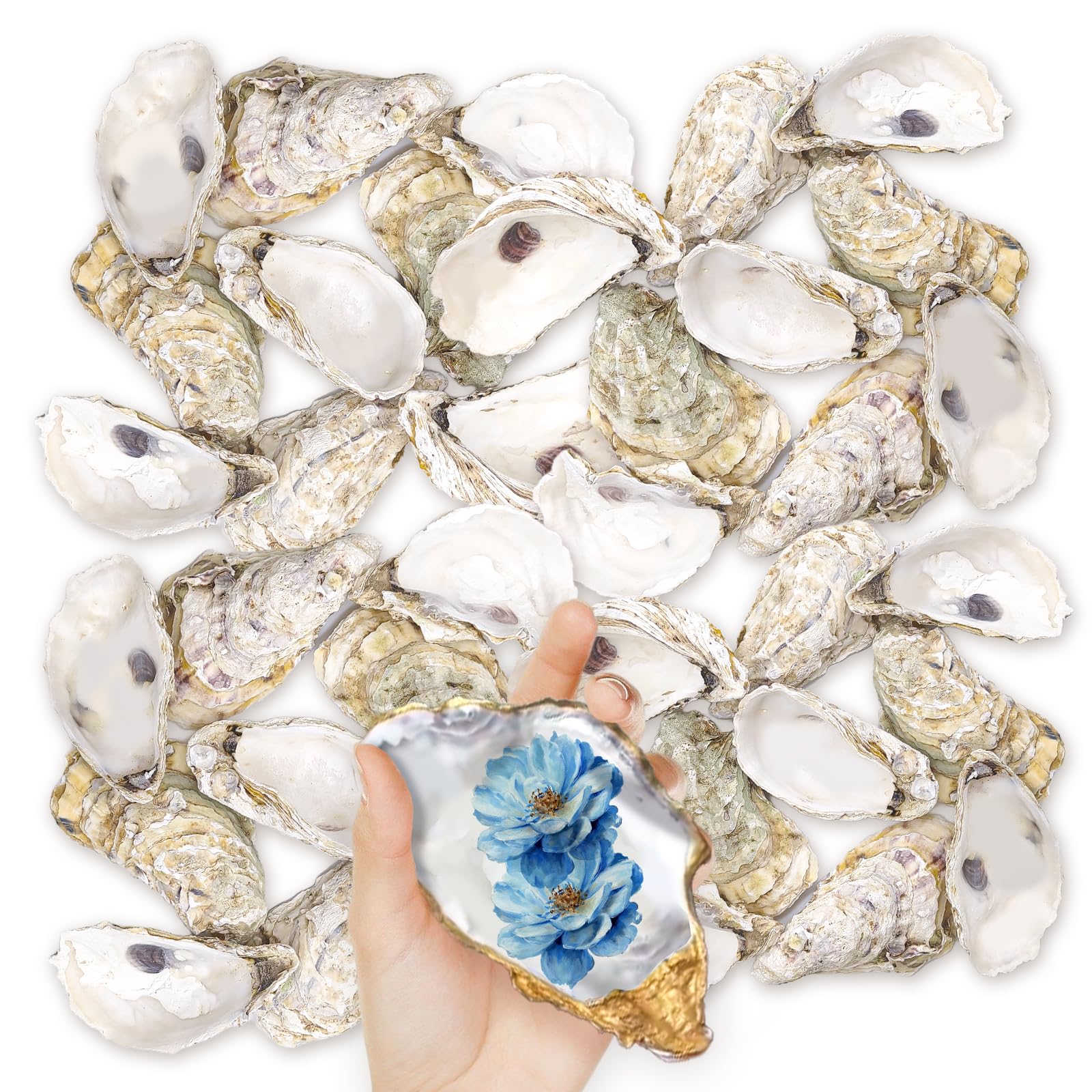 Amazon.com: YOUKE OLA 36PCS Oyster Shells 5"-6" Large Oyster Shells ...