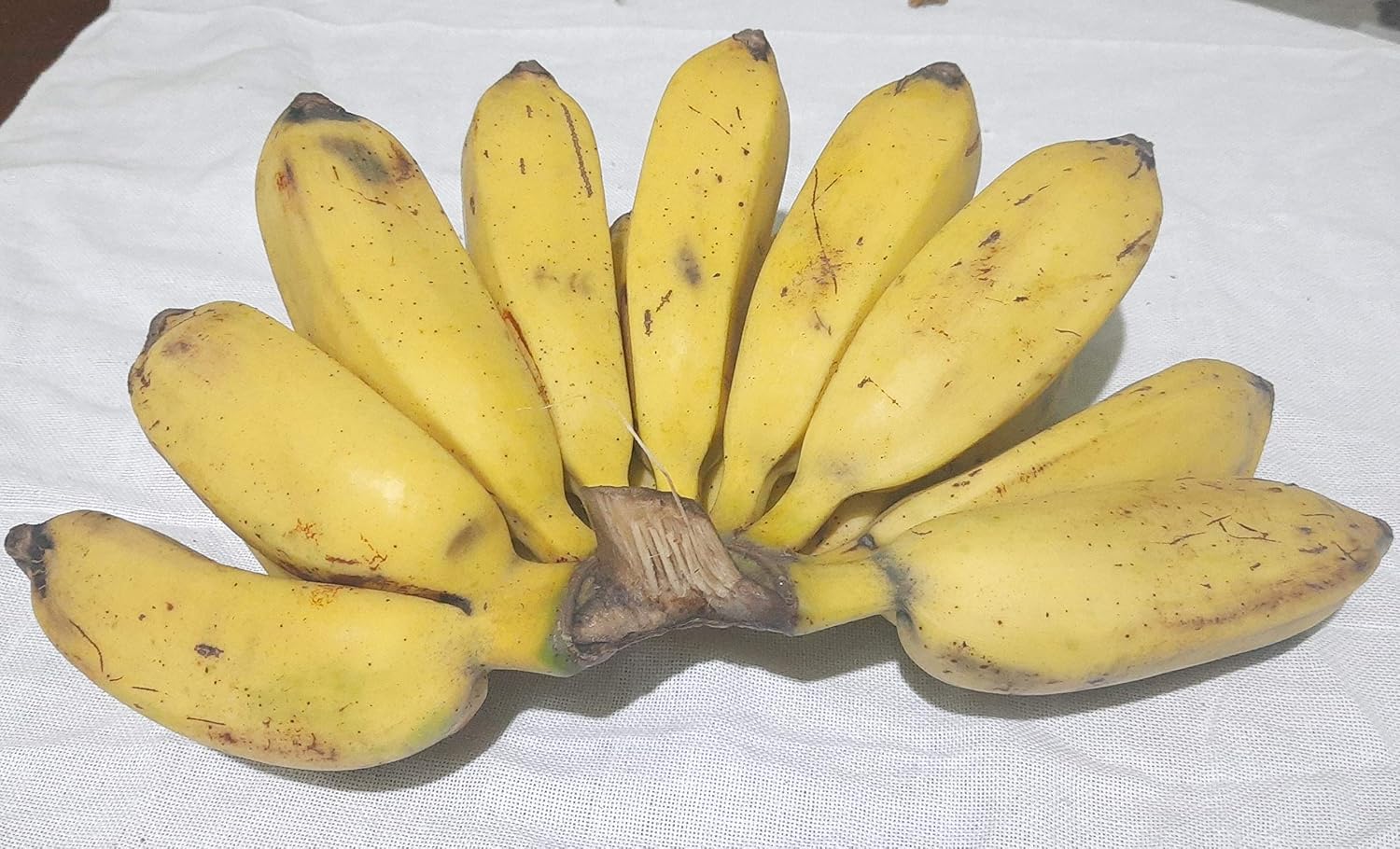CooPany® Rare South Tamil Nadu Special Naatu Pazham Banana Live Plant ...