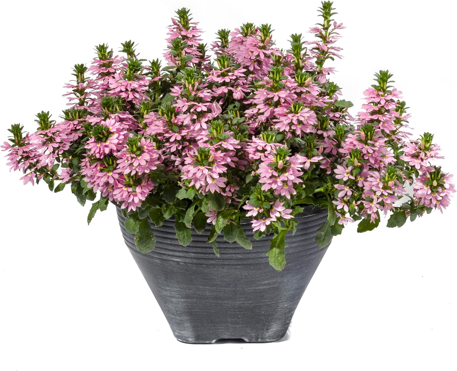 Amazon.com : Whirlwind Pink Fan Flower, 2 Live Plants 3' Pot, Scaevola ...