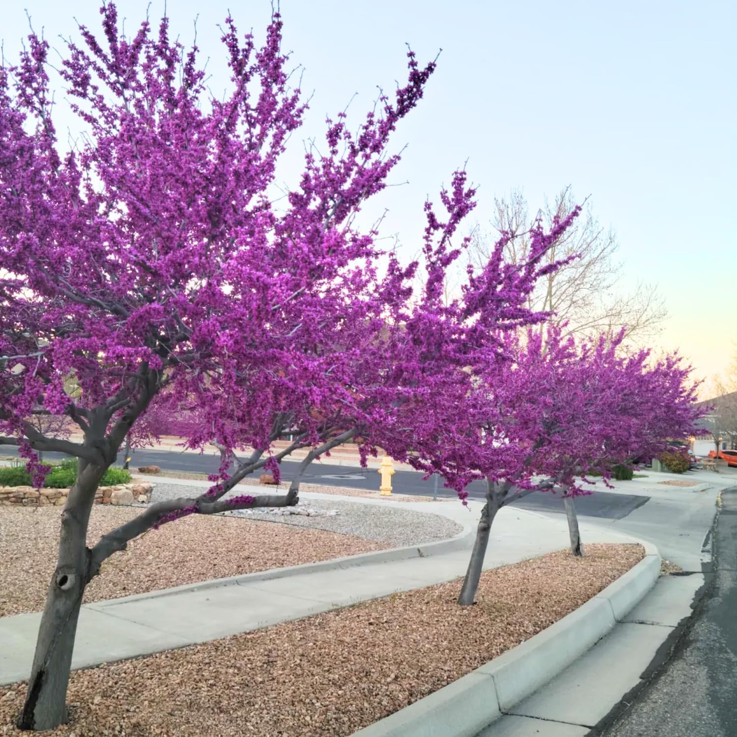 Amazon.com : 5 Redbud Eastern Live Plants, Eastern Redbud Trees ...