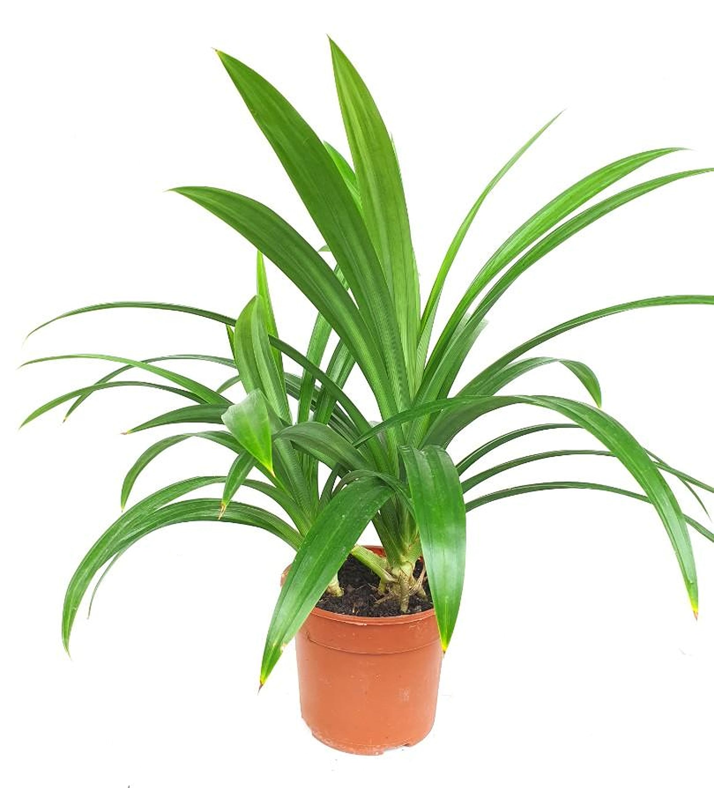 Amazon.com : Pandan Leaves Live Plant, Pandanus Amaryllifolius,Perfect ...