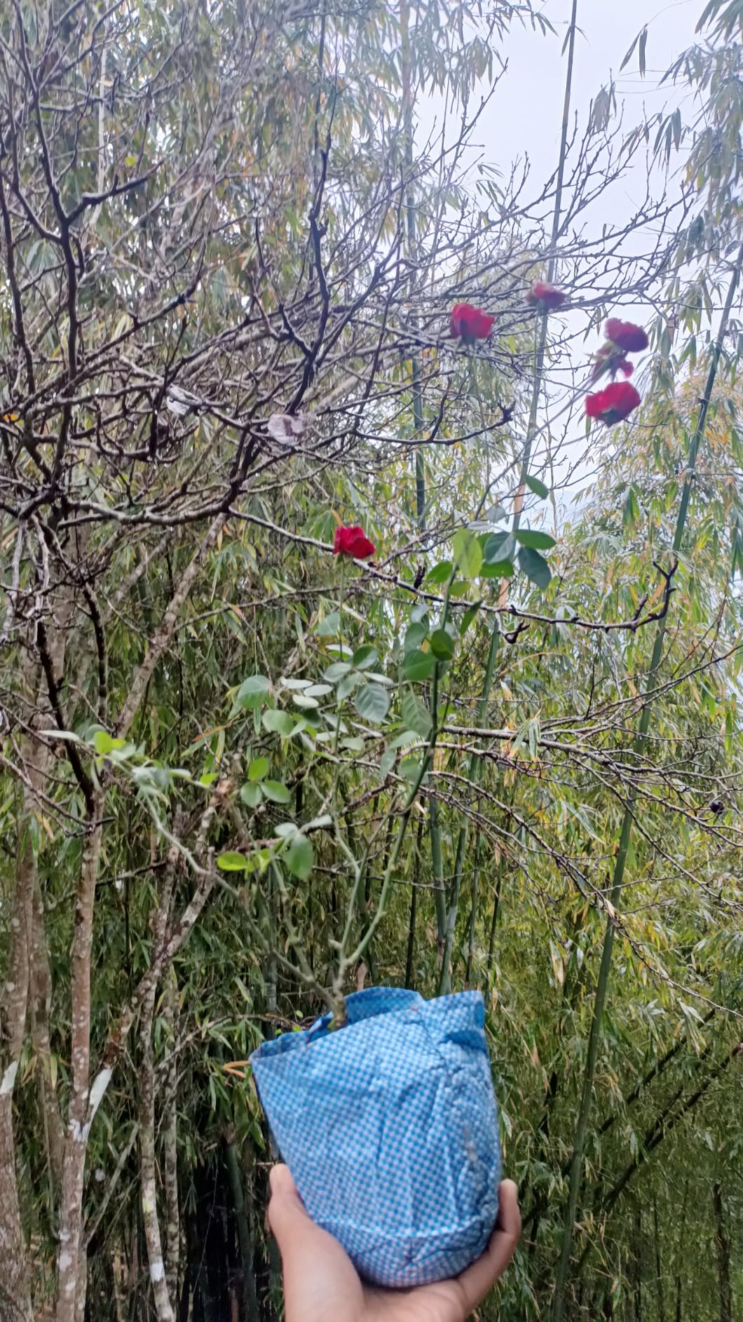 Ariya Rare Grafted Climbing English Rose Plant Darcey Bussell Deep Red ...