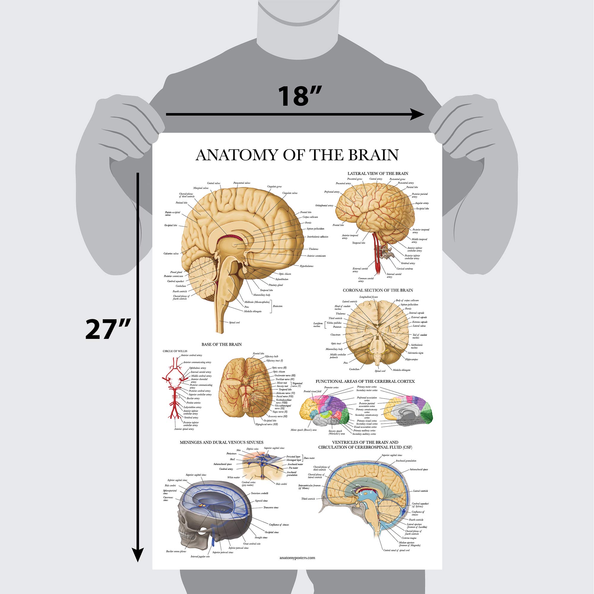 Brain Anatomy Poster - Laminated - Anatomical Chart of The Human Brain ...