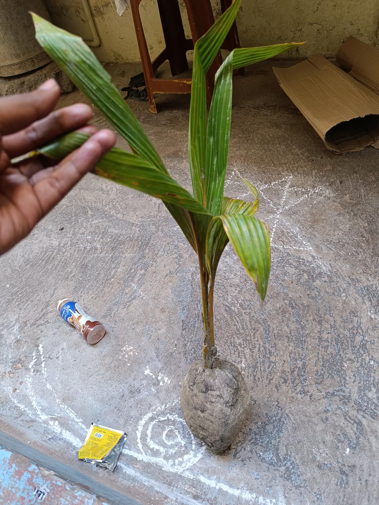 Bahan Traders Coconut 'Yellow Malayan' Dwarf Live Plant Kerala Coconut ...