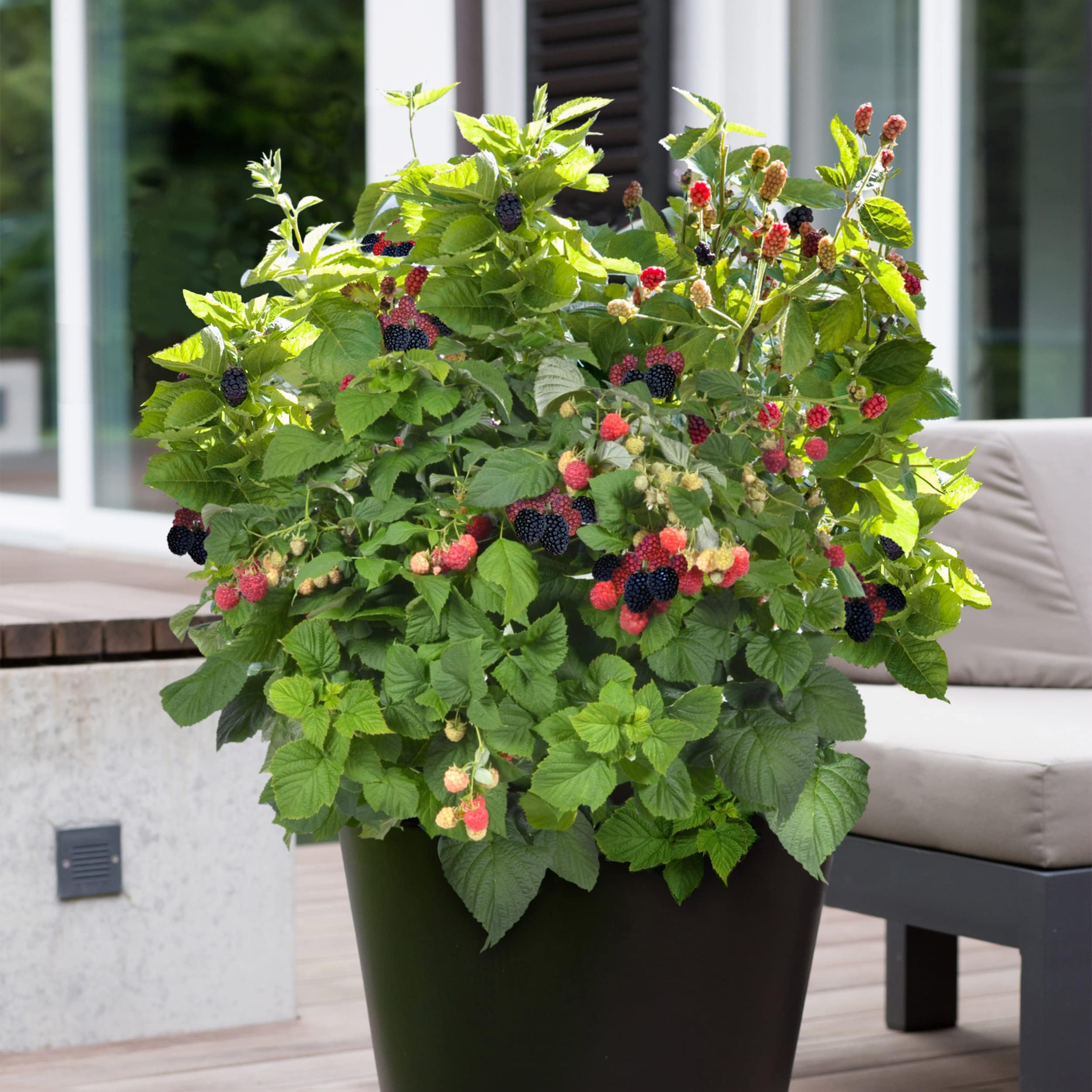 Amazon.com : 5 PrimeArk Freedom Thornless BlackBerry Plants : Patio ...
