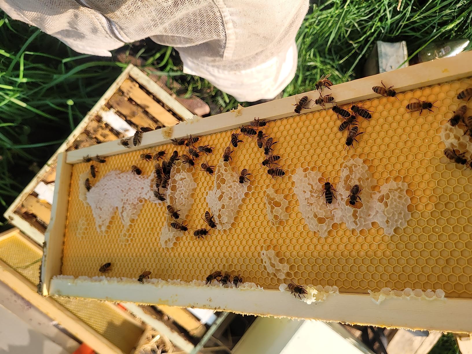 Amazon.com: ThxBees 10 Frame Medium Super Box for Honey Bee Hives ...