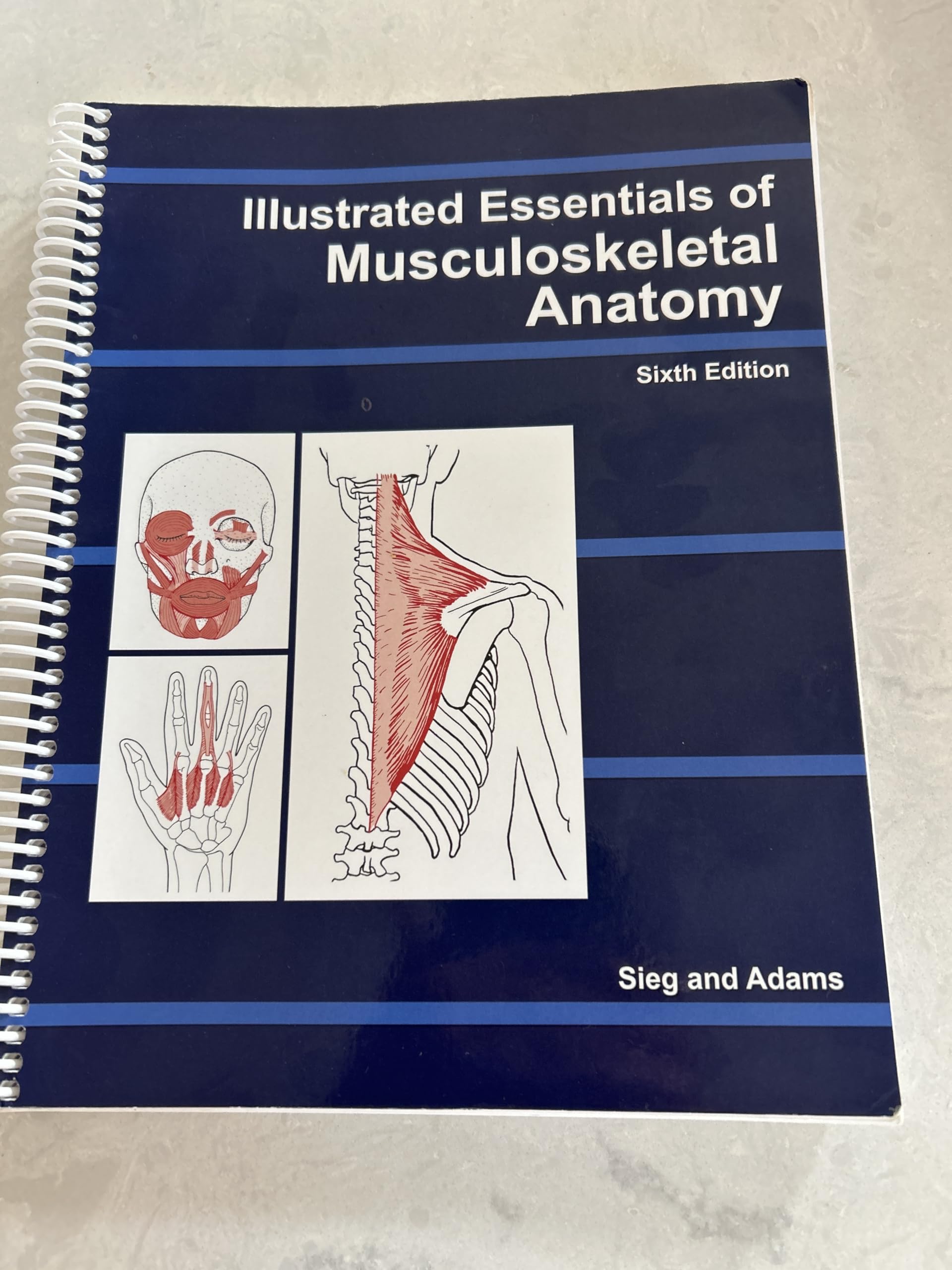 Illustated Essentials of Musculoskeletal Anatomy: Kay W. Sieg, Ph.D ...