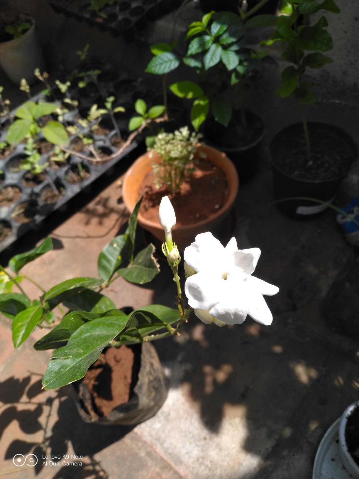 Coconut Lagoon Rare Murraya Paniculata Orange Jasmine" Mara Mulla ...