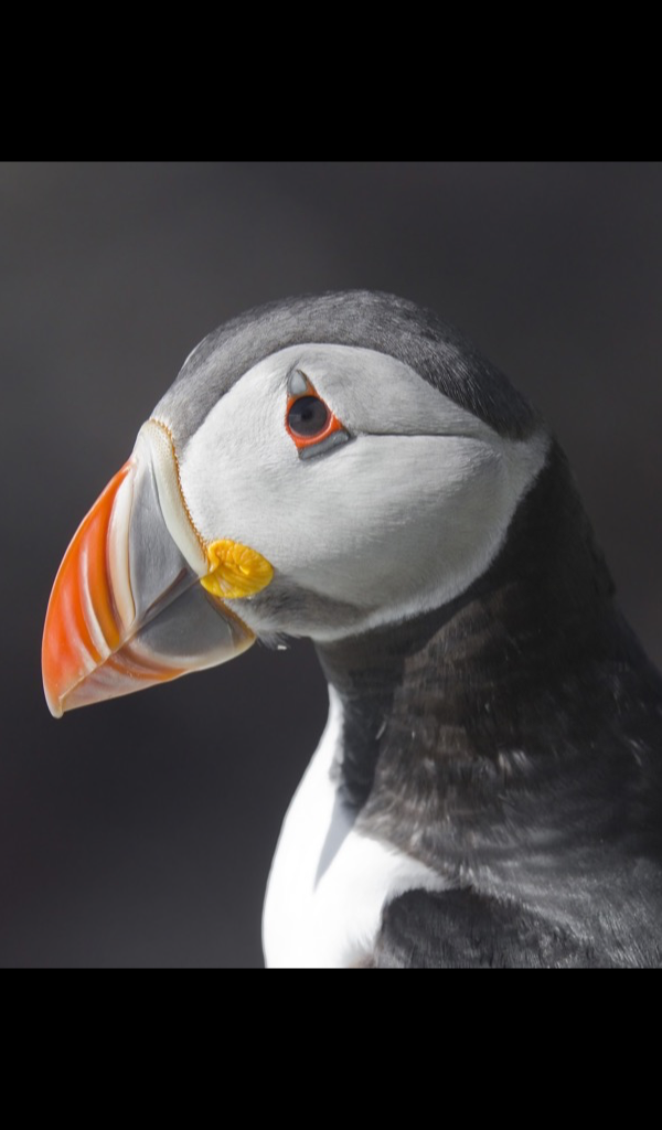 puffin Wallpaper -- HD Wallpapers of puffins! - App on Amazon Appstore
