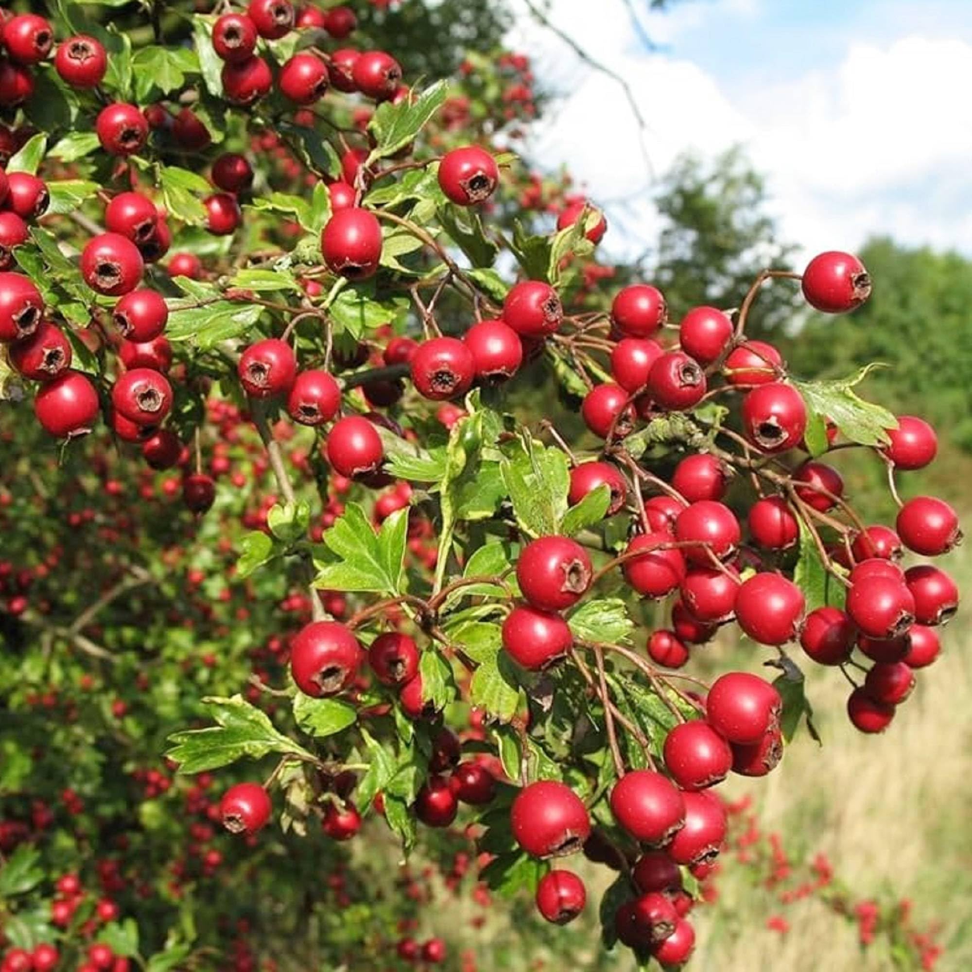 Amazon.com : 20 English Hawthorn Tree Edible Fruit Flower Mayflower ...