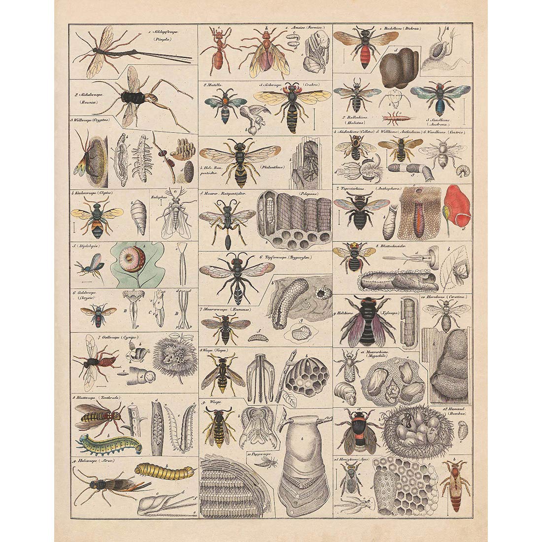 Vintage Bug Illustrations 1960 GREAT DIVING BEETLE Print Vintage