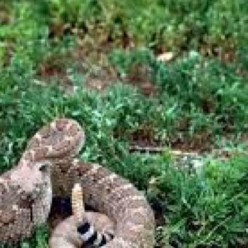 diamondback snake Wallpaper -- HD Wallpapers of diamondback snakes!:www ...