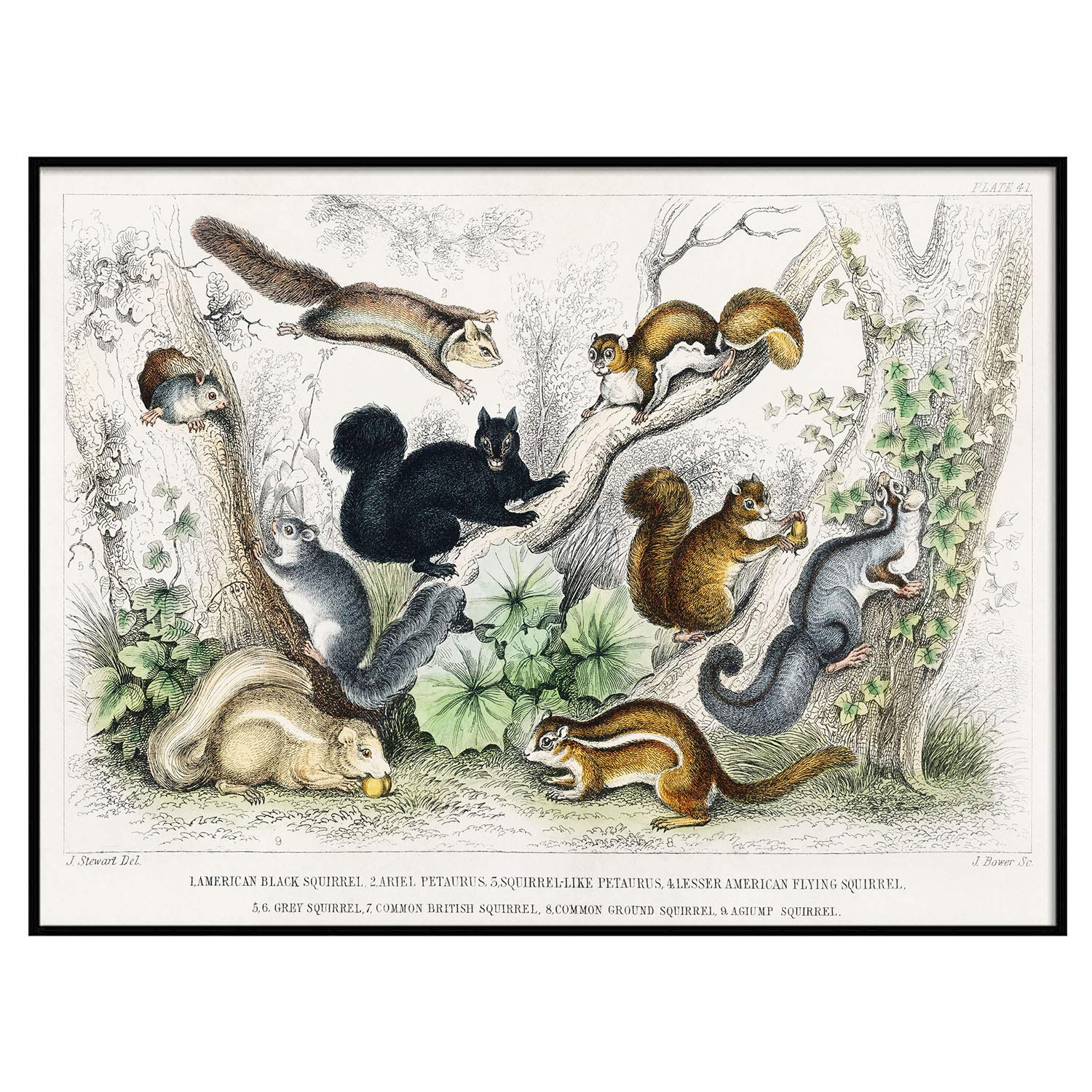 Amazon.com: Squirrel Collection Print, Antique Animal Painting, Vintage ...