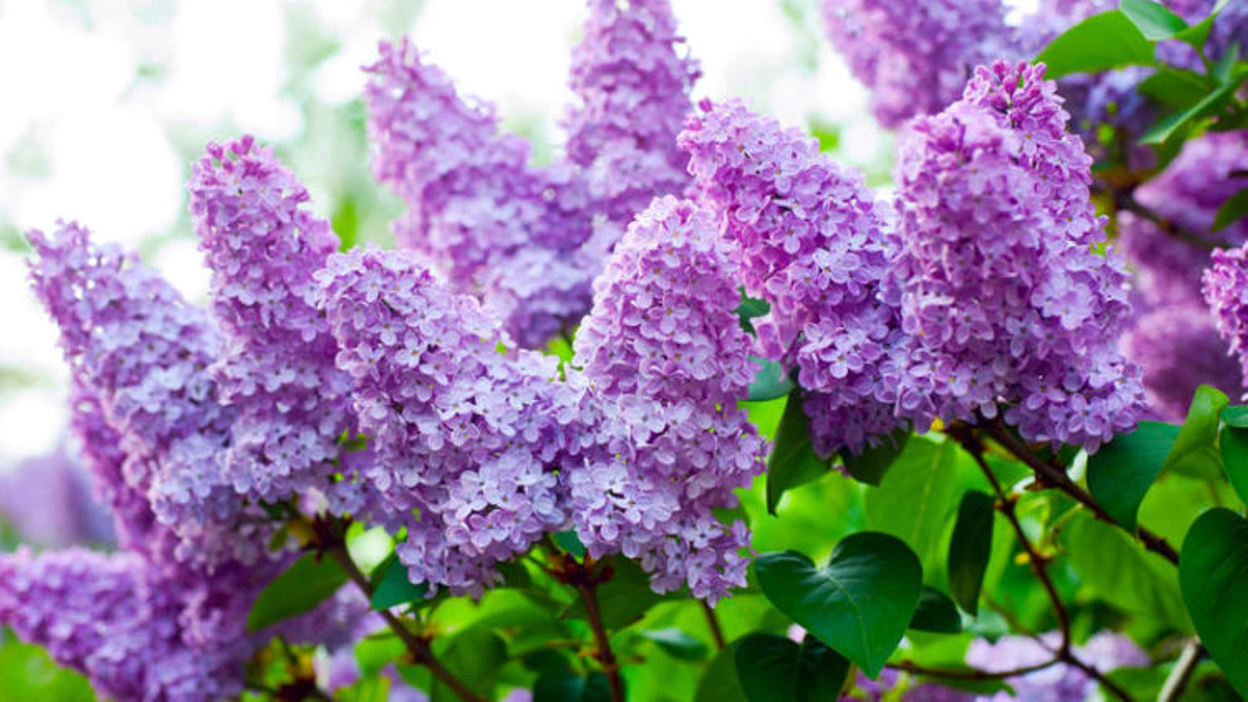 Common Purple Lilac Information
