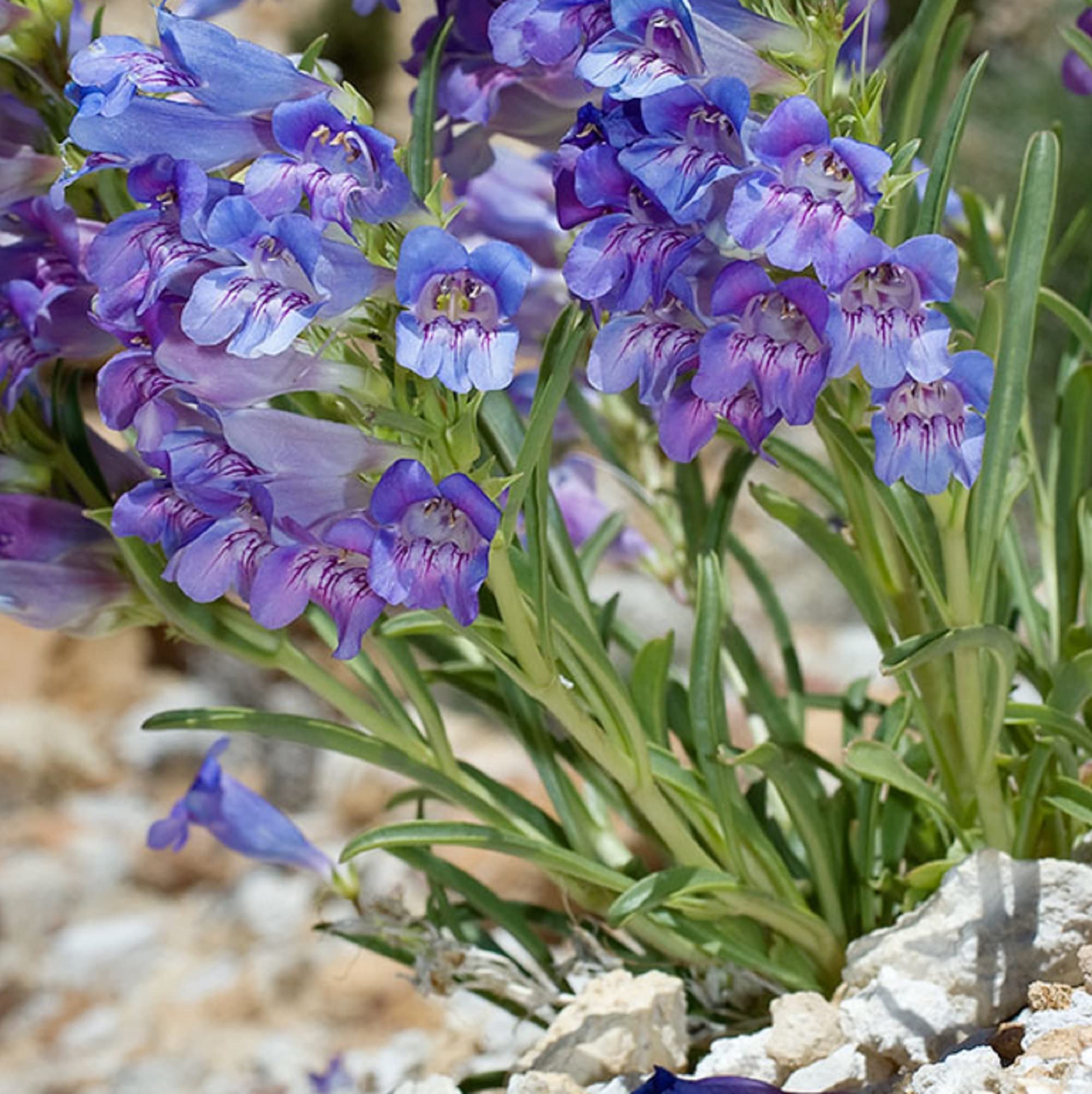 Penstemon Perennial