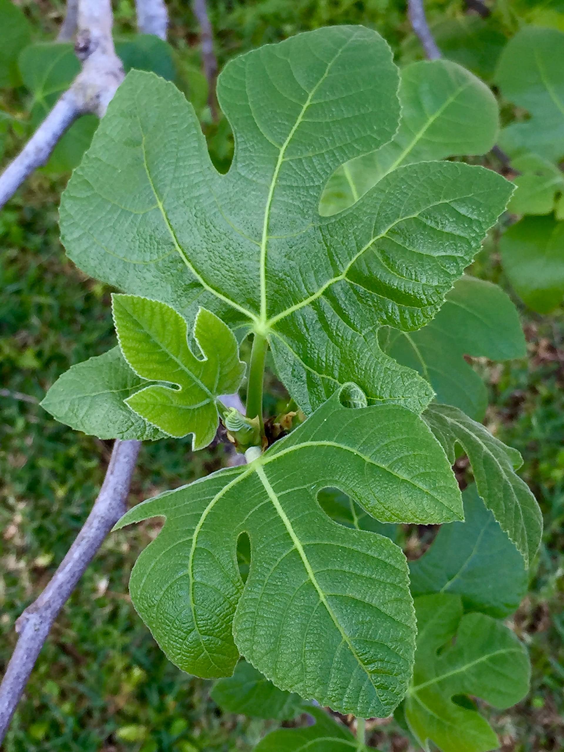 Celeste Fig Tree