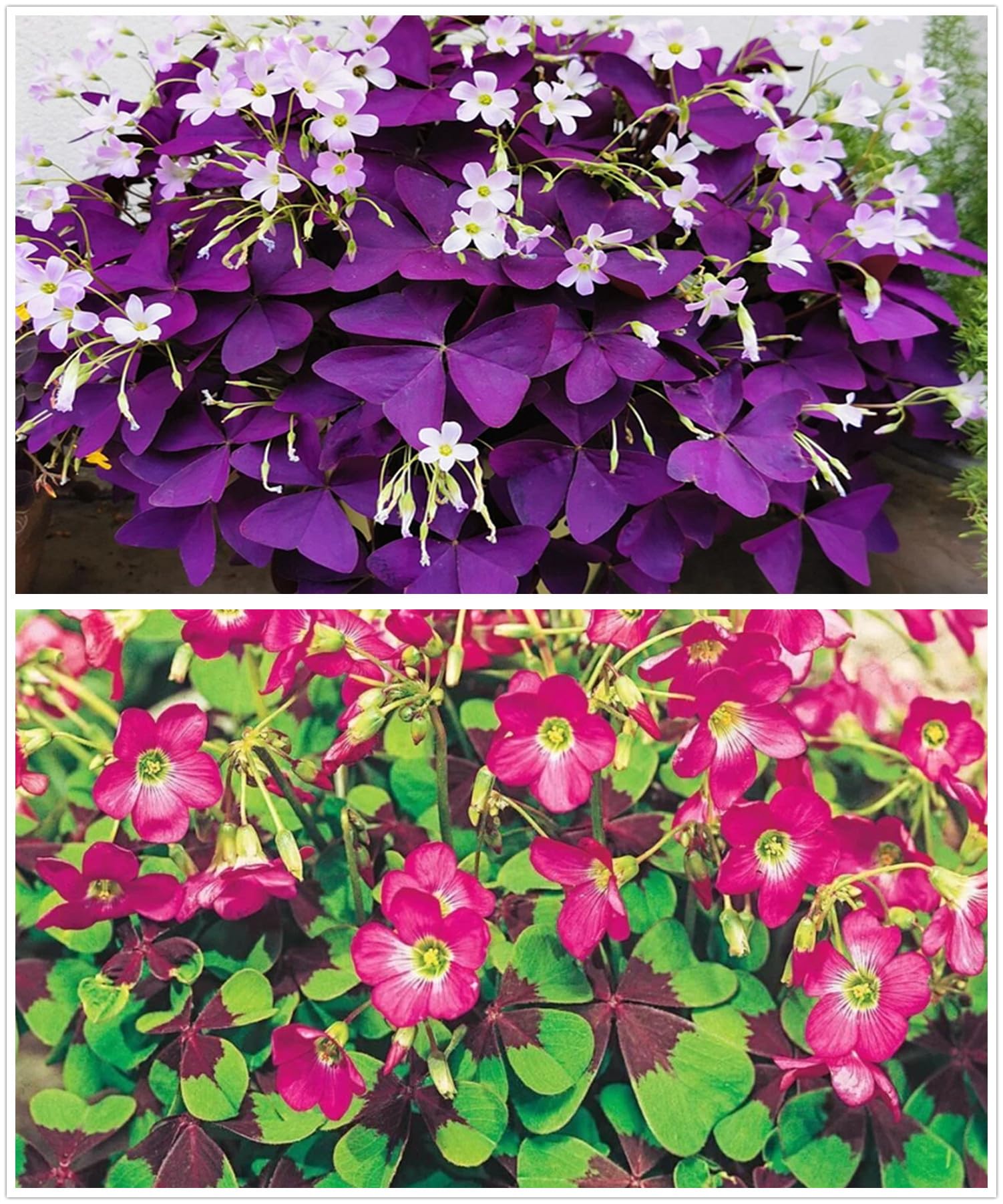 Amazon.com : 10 Oxalis Triangularis 'Purple Shamrocks'& 10 Iron Cross ...