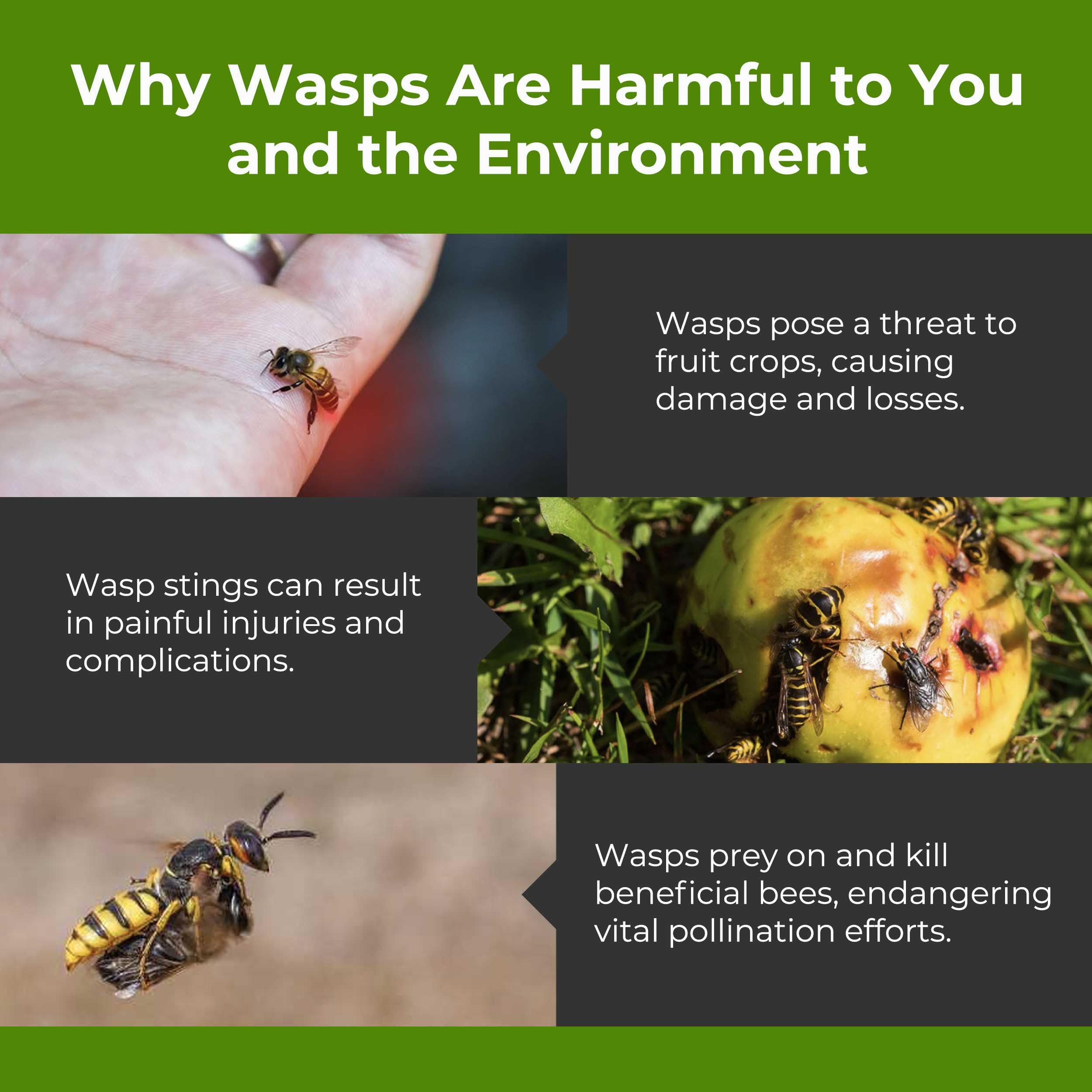 Wasp Web Entrar Home | Wasp