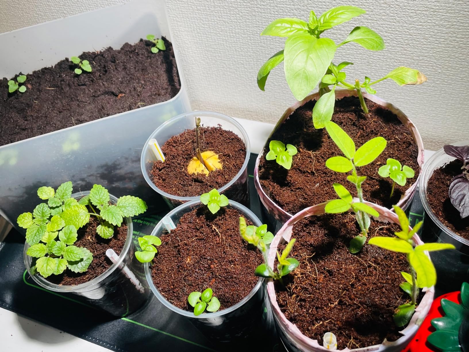 Amazon | プロトリーフ PROTOLEAF CUP NOO土LE 土だけ カップヌー土ル 5L | 用土