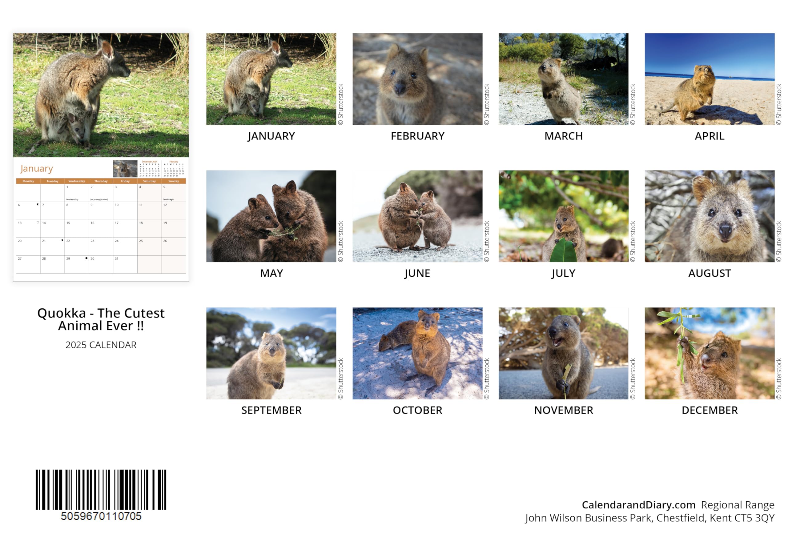Quokka Codlata