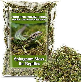 Understanding The Reproduction Of Lizards: Where Do They Lay Their Eggs ...