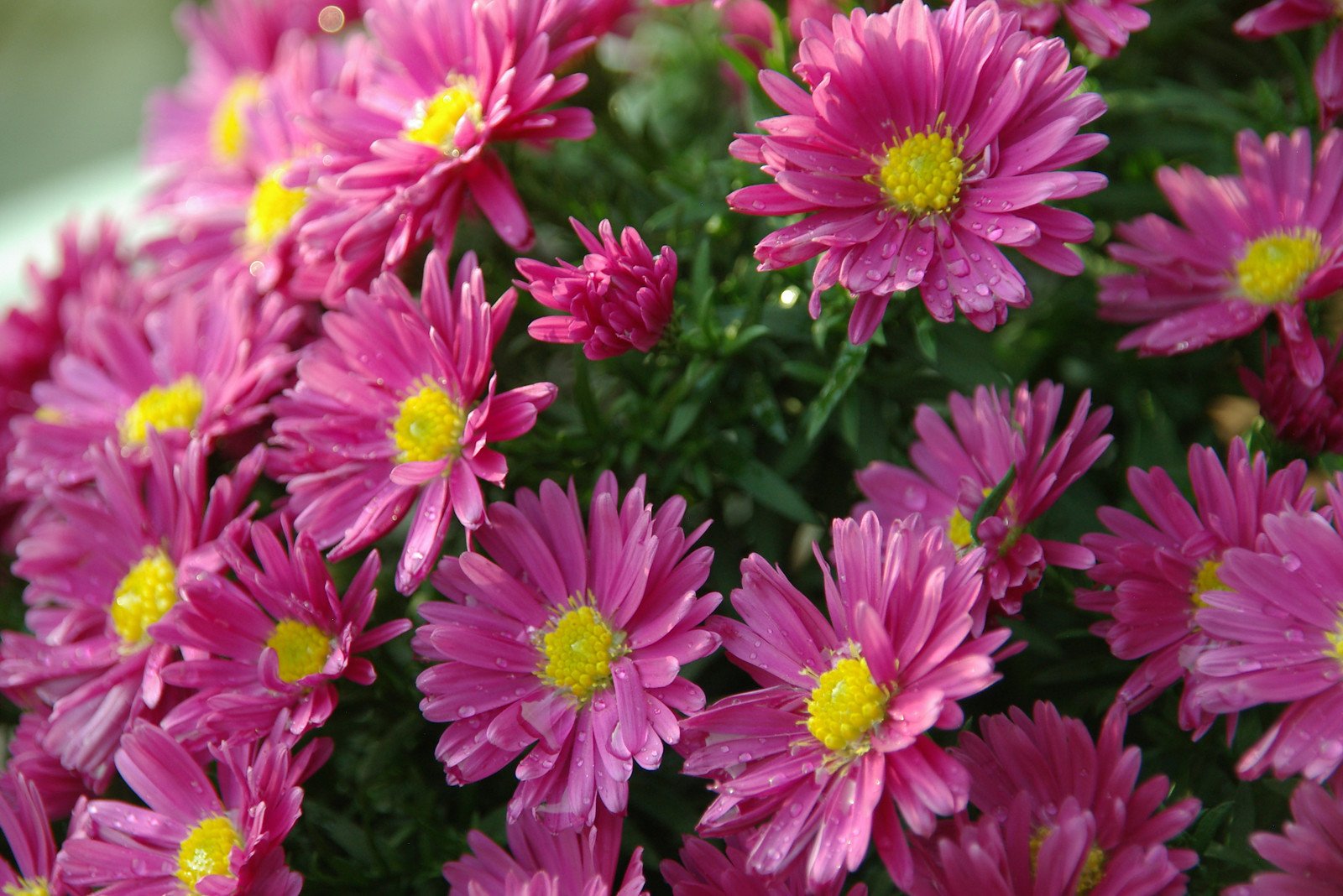 Red Aster