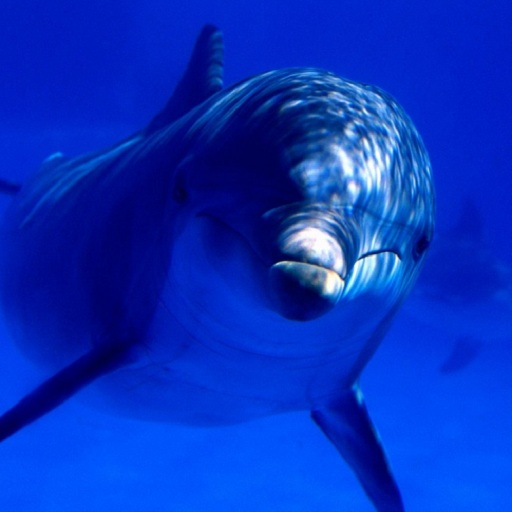 Dolphin Wallpapers:Amazon.de:Appstore for Android