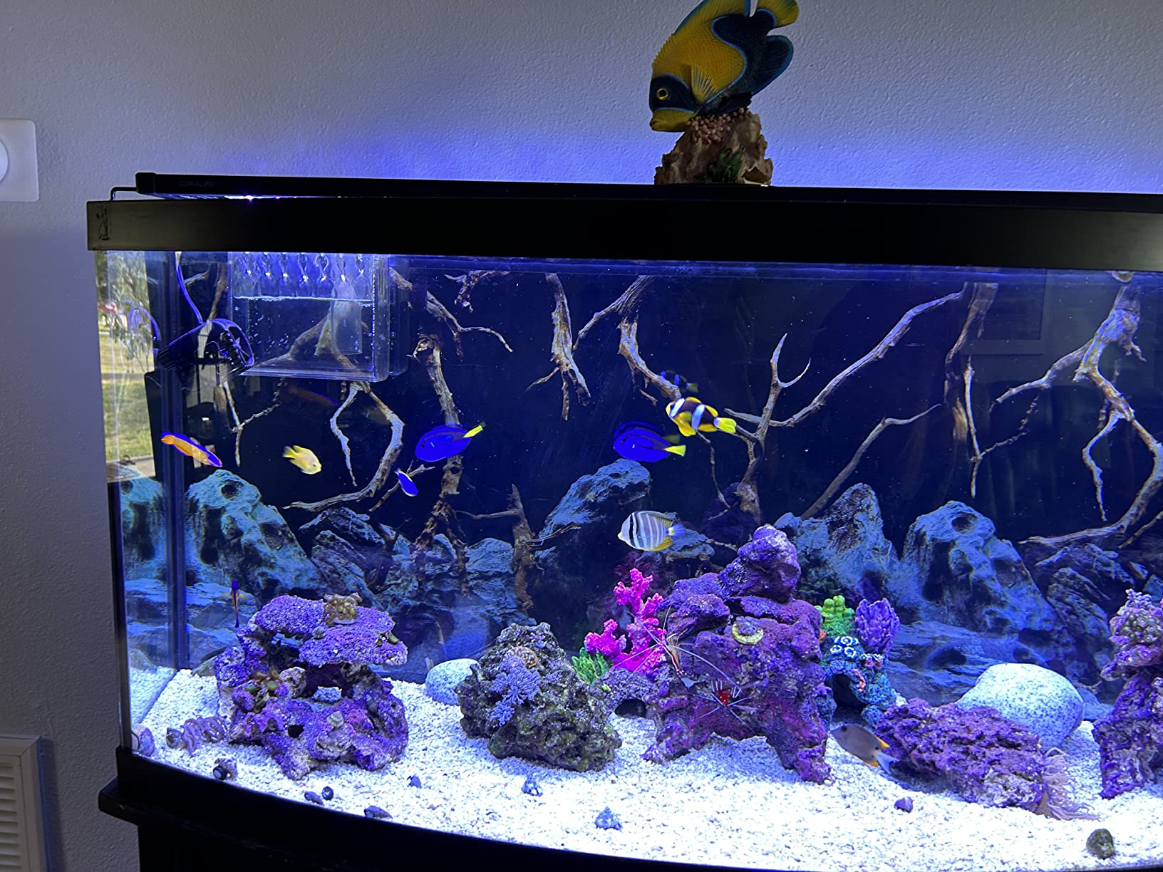 Amazon.com: 2LOT African Blue Hippo Tangs - Live Saltwater Aquarium ...