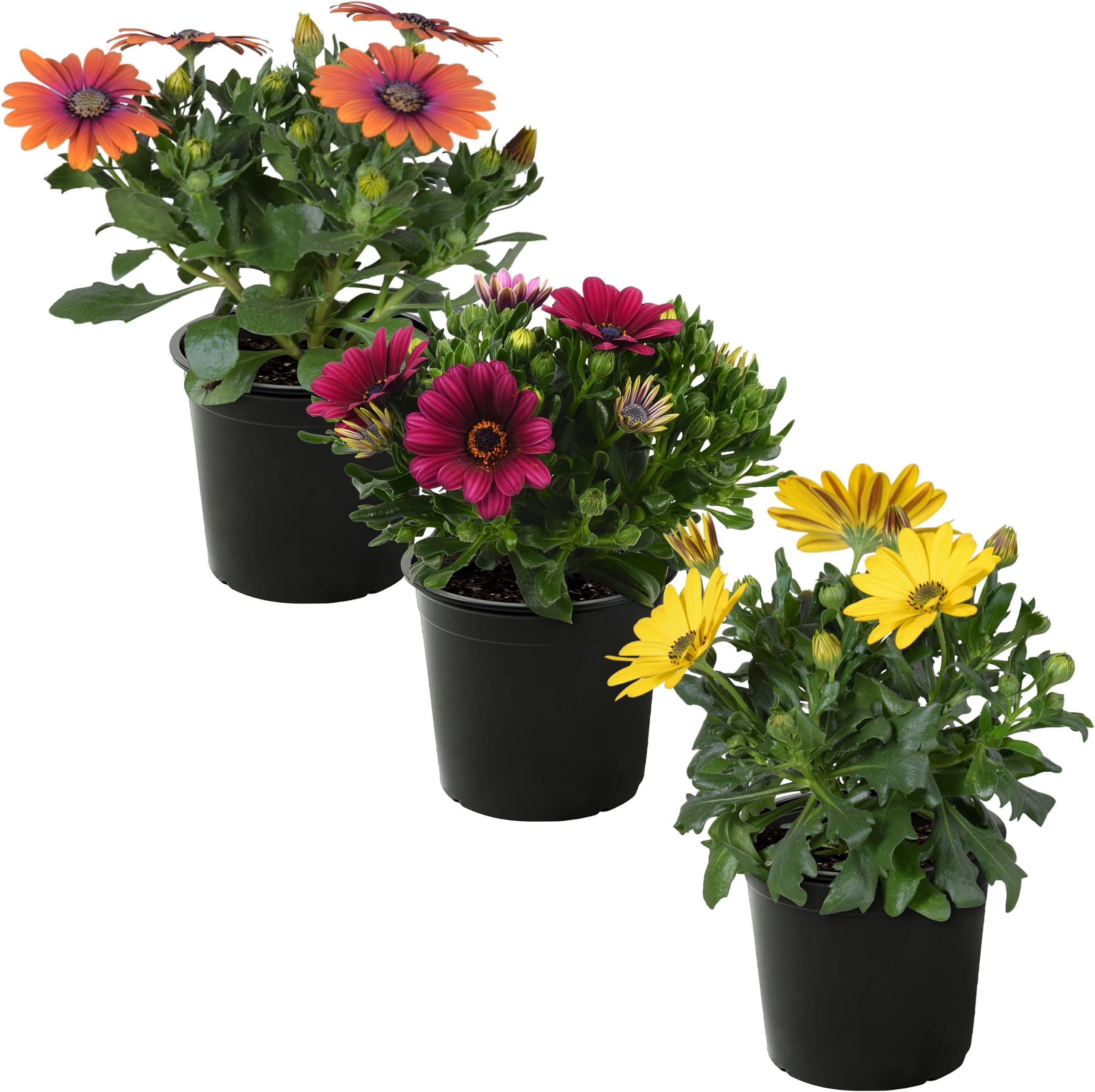 Amazon.com : Live Osteospermum Plant - Assorted Colors (3 Plants Per ...