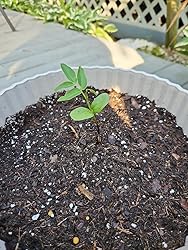 Amazon.com : Golden Shower Tree Seeds for Planting (10 Seeds) - Stunning Weeping Yellow Blooms ...