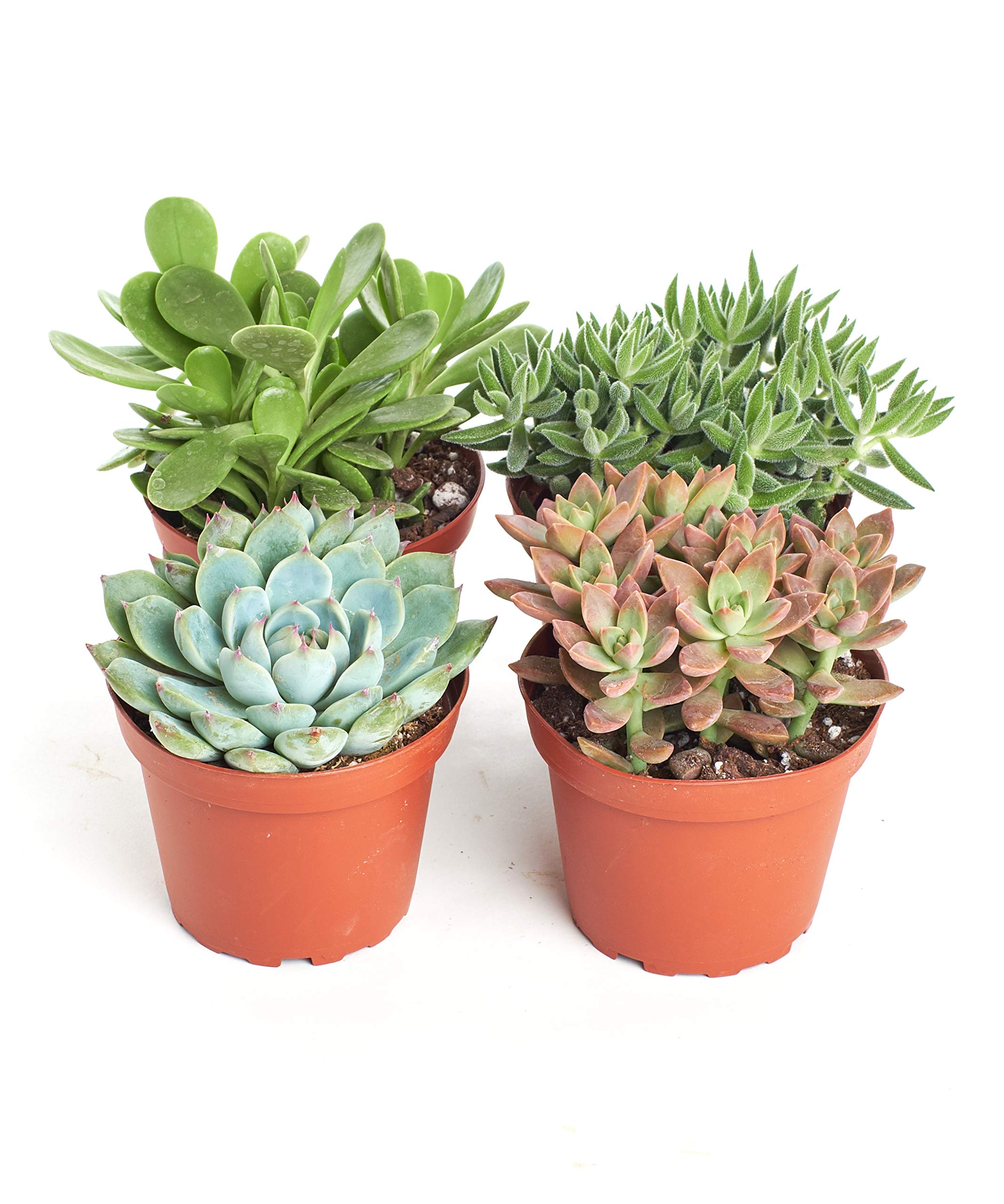 Amazon.com : Shop Succulents Assorted Succulent Plant Pack Collection ...