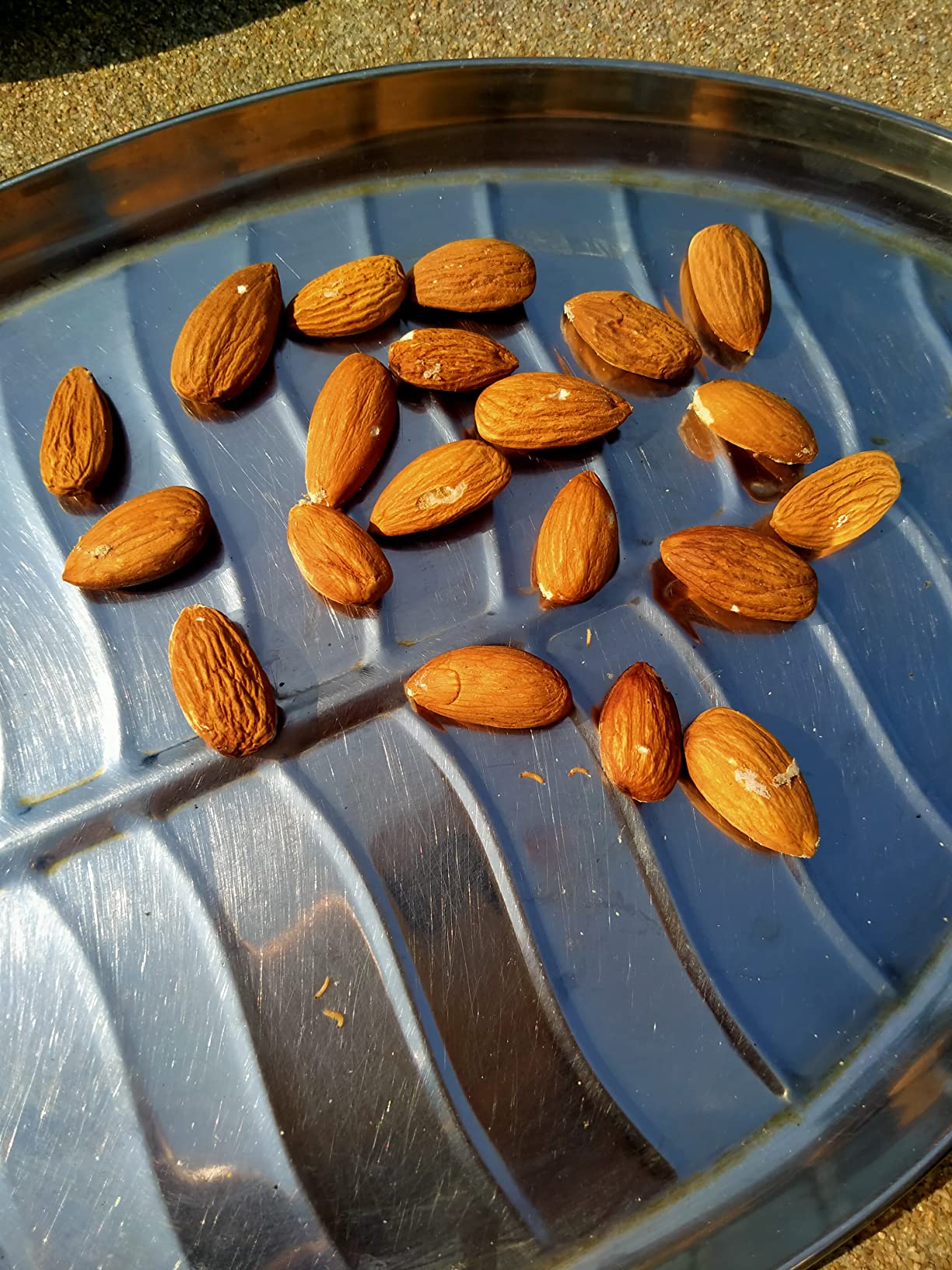 Evergreen Farms Californian Premium Whole Almonds 100g : Amazon.in ...