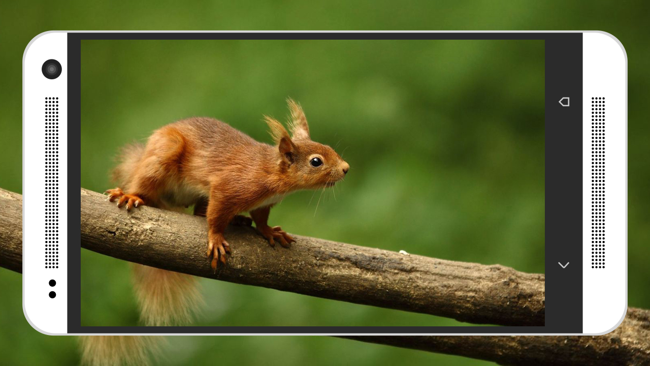 Animal & Birds Wallpapers - App on Amazon Appstore