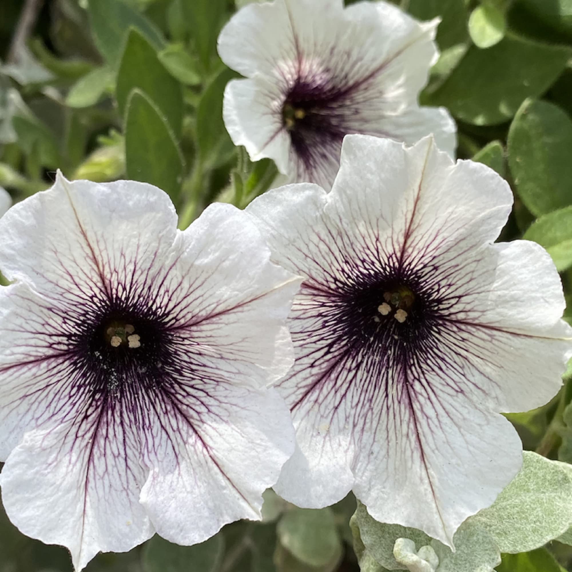 Petunia De Terciopelo Negro