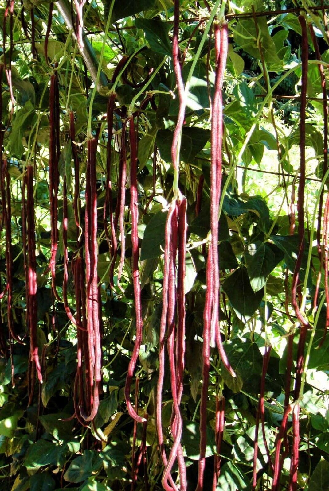 Amazon.com : Purple-red Yard Long Bean Seeds Asian Chinese Noodle Bean ...