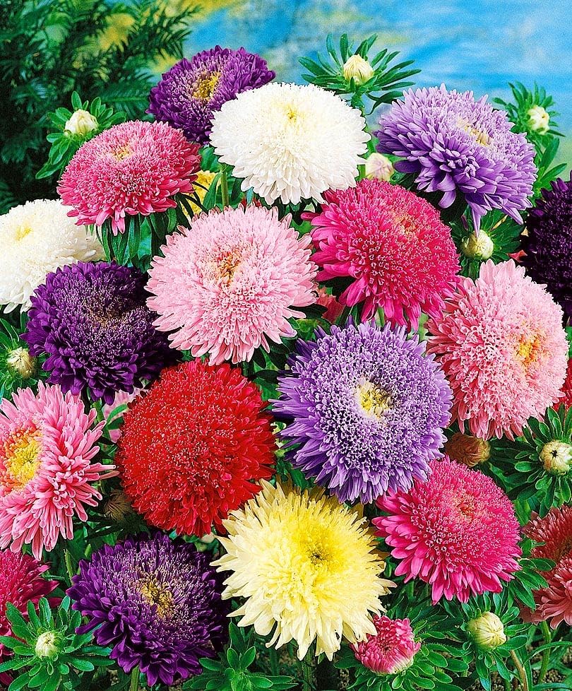 FUN AND GROW SEEDS Seeds Aster Princess Mix Annual Flowers – Yaxa Colombia