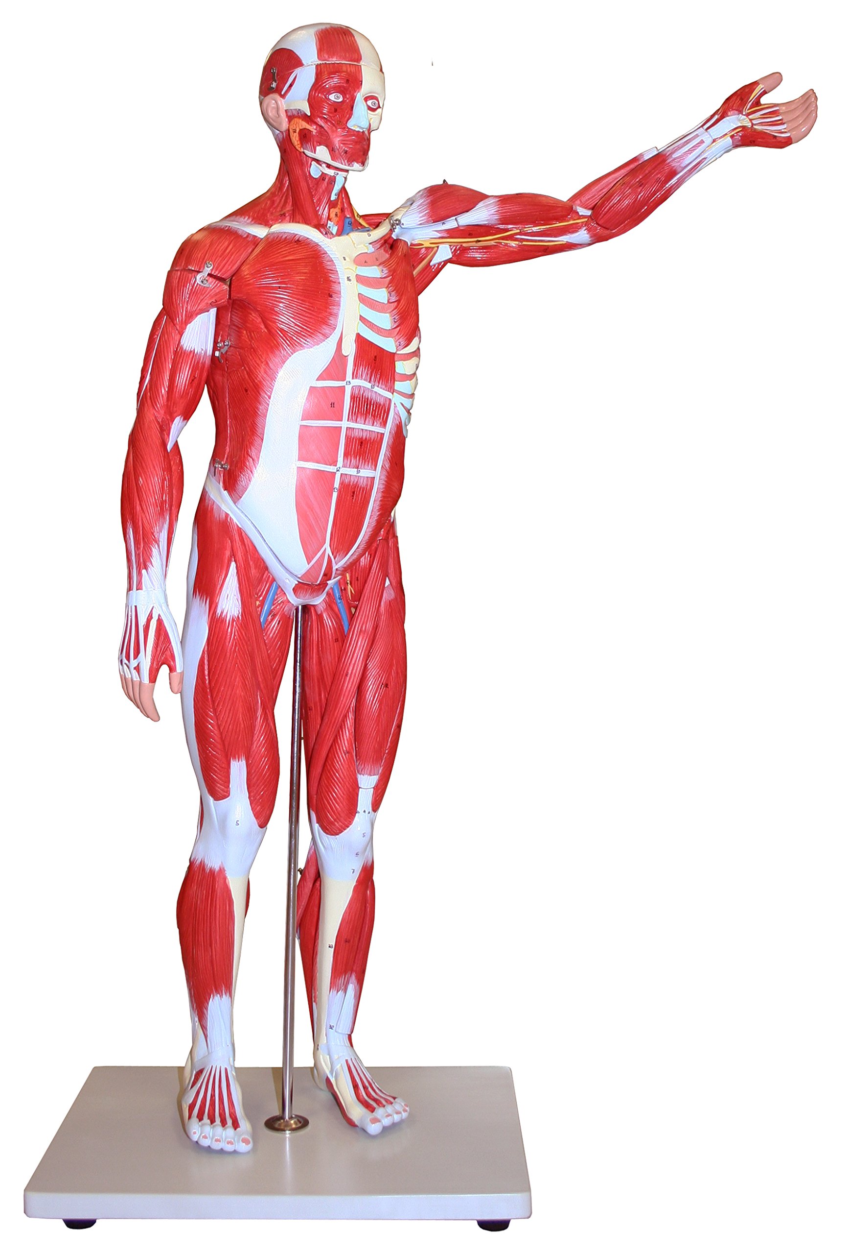 Amazon.com: Vision Scientific VAM433 ½ Life-Size Muscular Figure | 34 ...