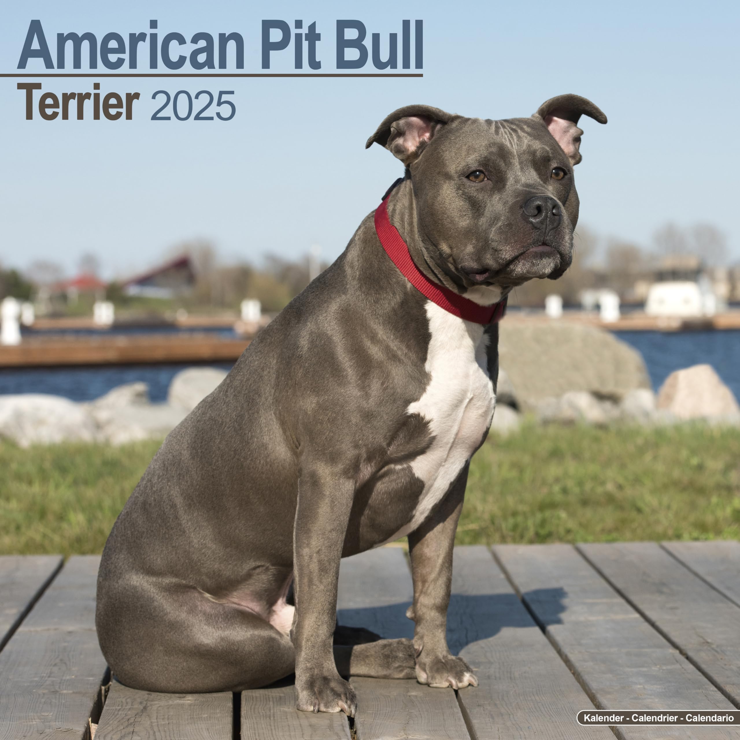 American Pit Bull Terrier Calendar 2025 | Square Dog Breed Wall ...
