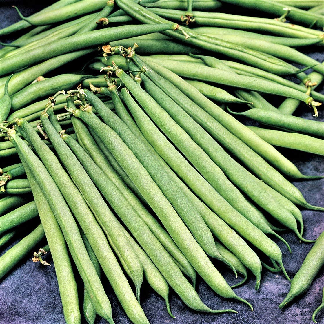 Bolly Bulbs® - Dwarf French Beans 'Faraday' (35 Seeds) : Amazon.co.uk ...