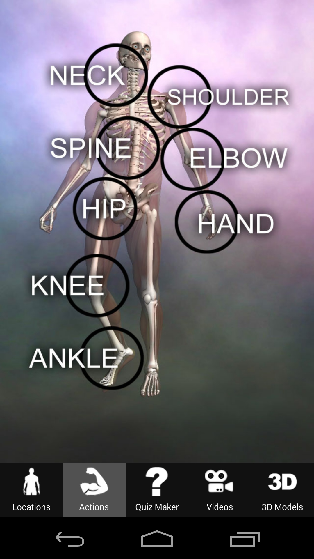 Learn Muscles: Anatomy - App on Amazon Appstore