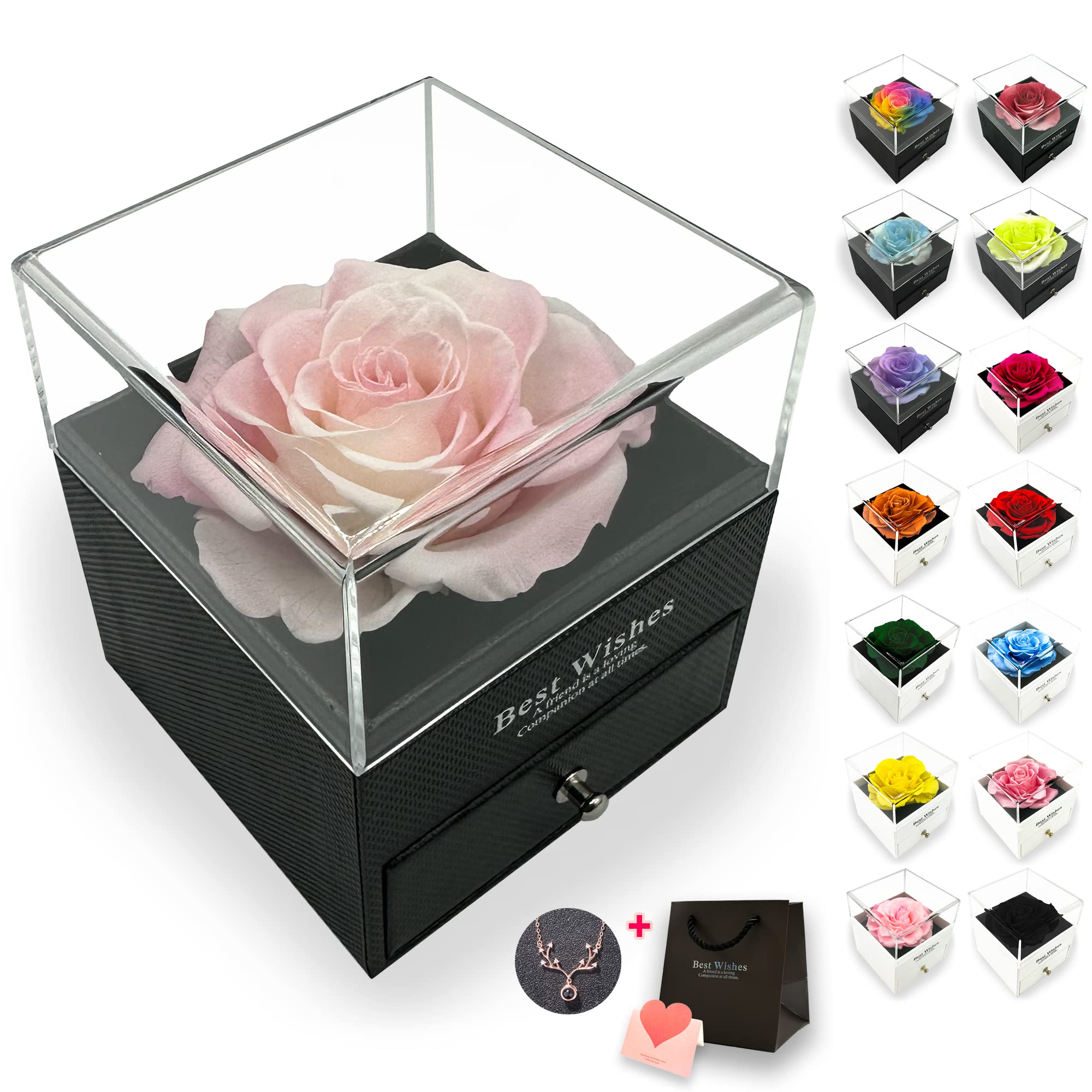 New Friendship Rose