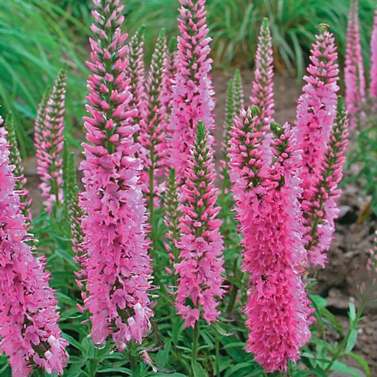 Amazon.com : Clovers Garden Veronica Giles Van Hees (Speedwell) Plants ...